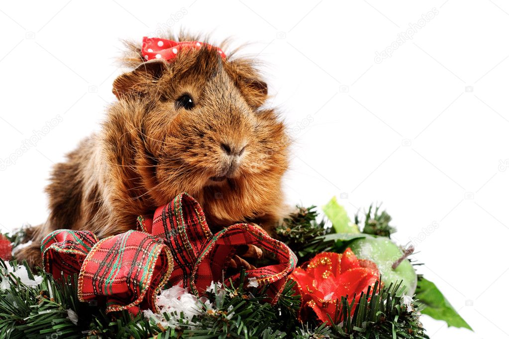 grappige dieren. cavia Kerstmis portret — Stockfoto © tolokonov #7703957