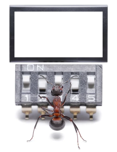 Ant control Stock Photos, Royalty Free Ant control Images | Depositphotos®