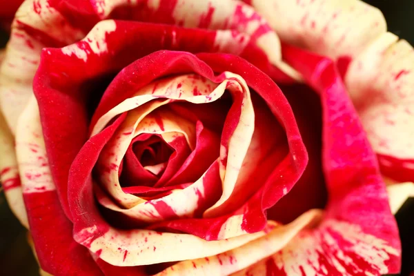 Blood soaked roses Stock Photos, Royalty Free Blood soaked roses Images ...