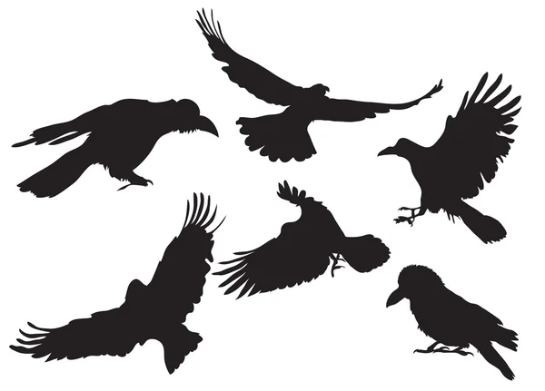 Caw Vector Art Stock Images | Depositphotos