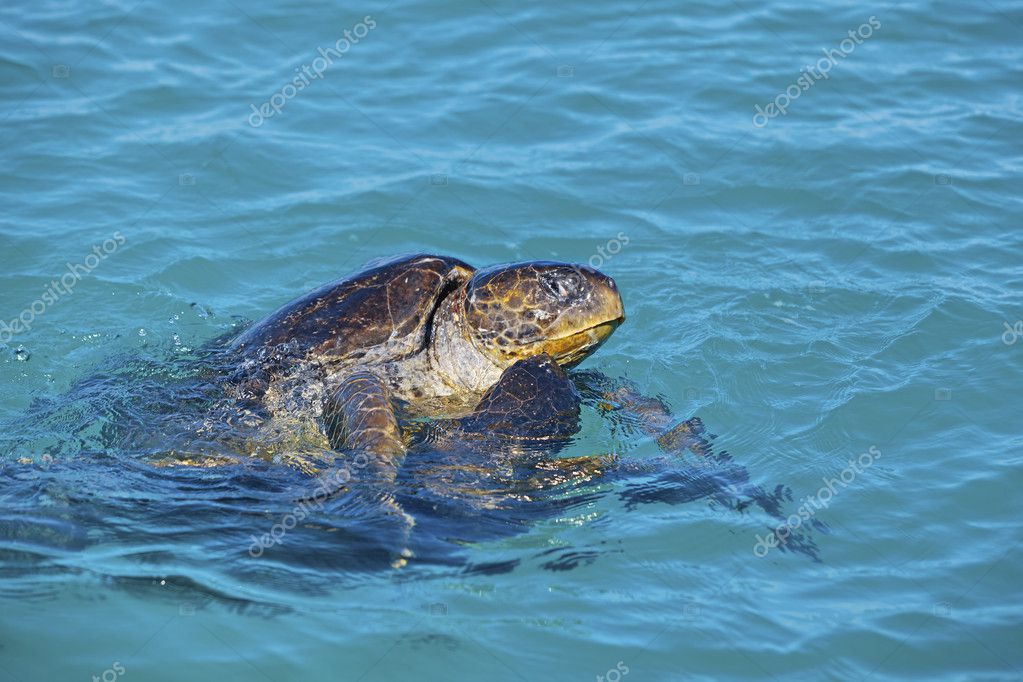 Mating sea turtles — Stock Photo © kjorgen #7721360