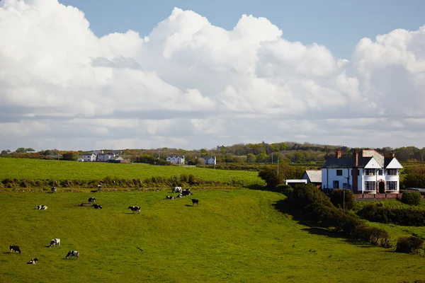 Ireland pasture Stock Photos, Royalty Free Ireland pasture Images ...