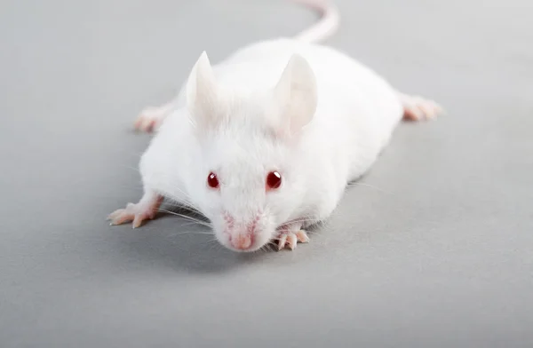 Laboratory mouse Stock Photos, Royalty Free Laboratory mouse Images ...