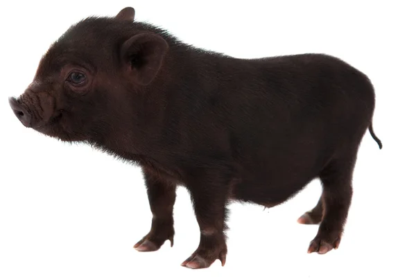 Black Pig — Stock Photo © ksena32 #6307710