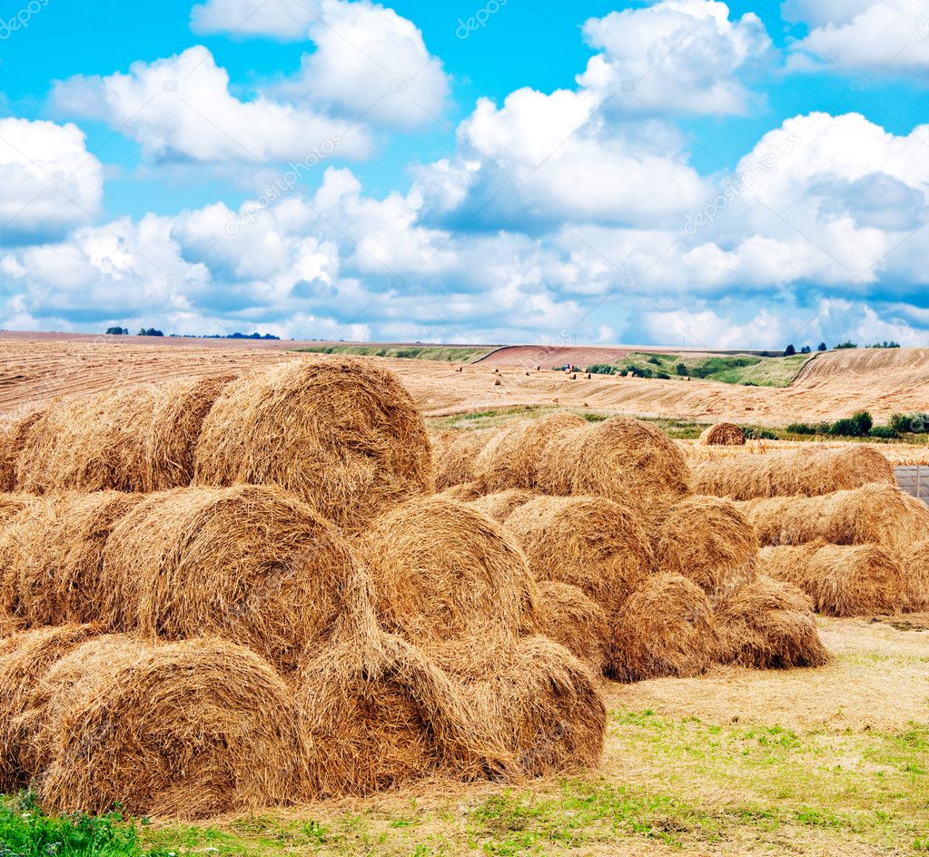 Landscape view of a farm field with gathered crops — Stock Photo ...
