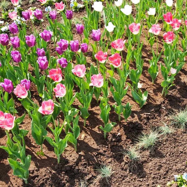 Planting flower bulbs Stock Photos, Royalty Free Planting flower bulbs ...