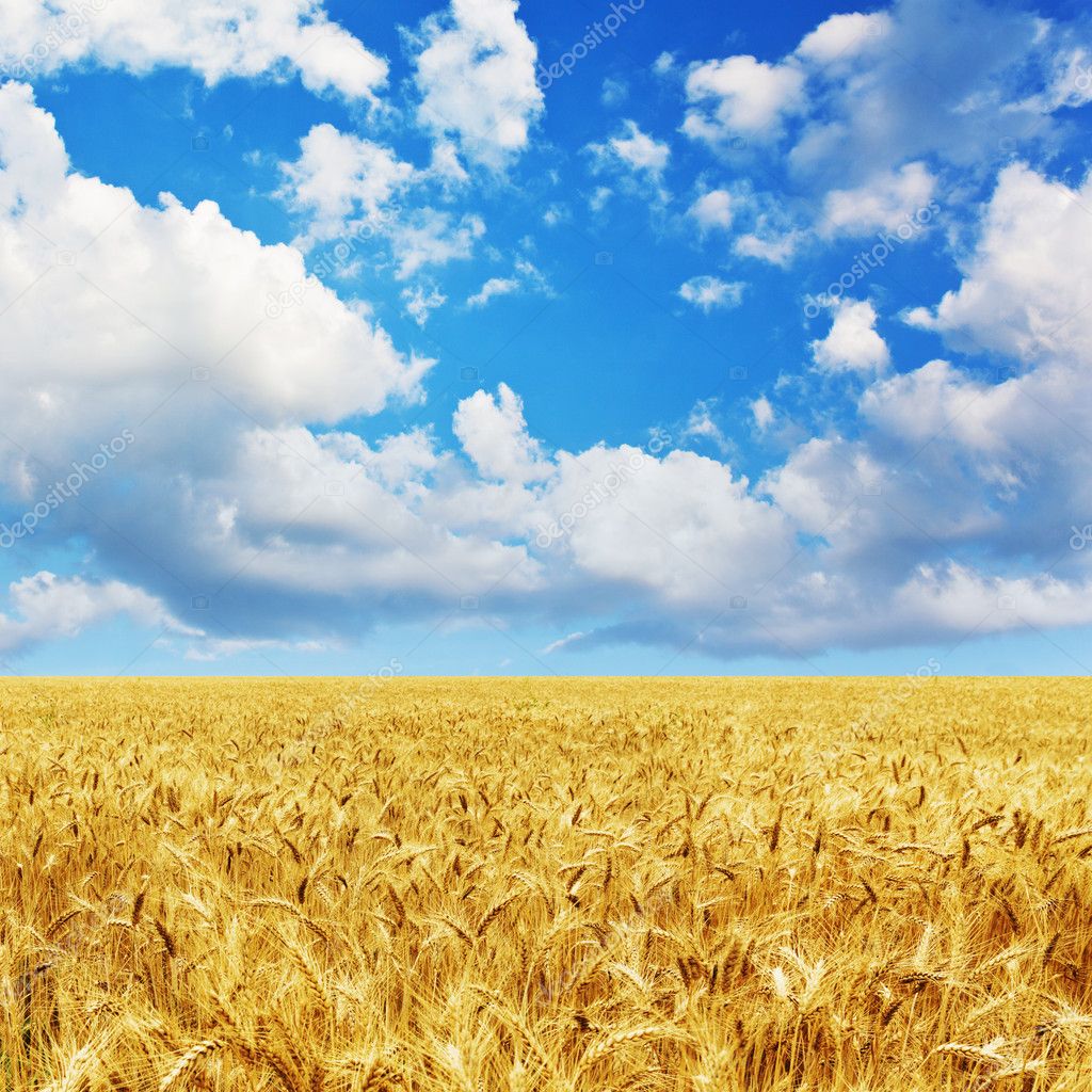 Wheat field — Stock Photo © Irochka #7543156