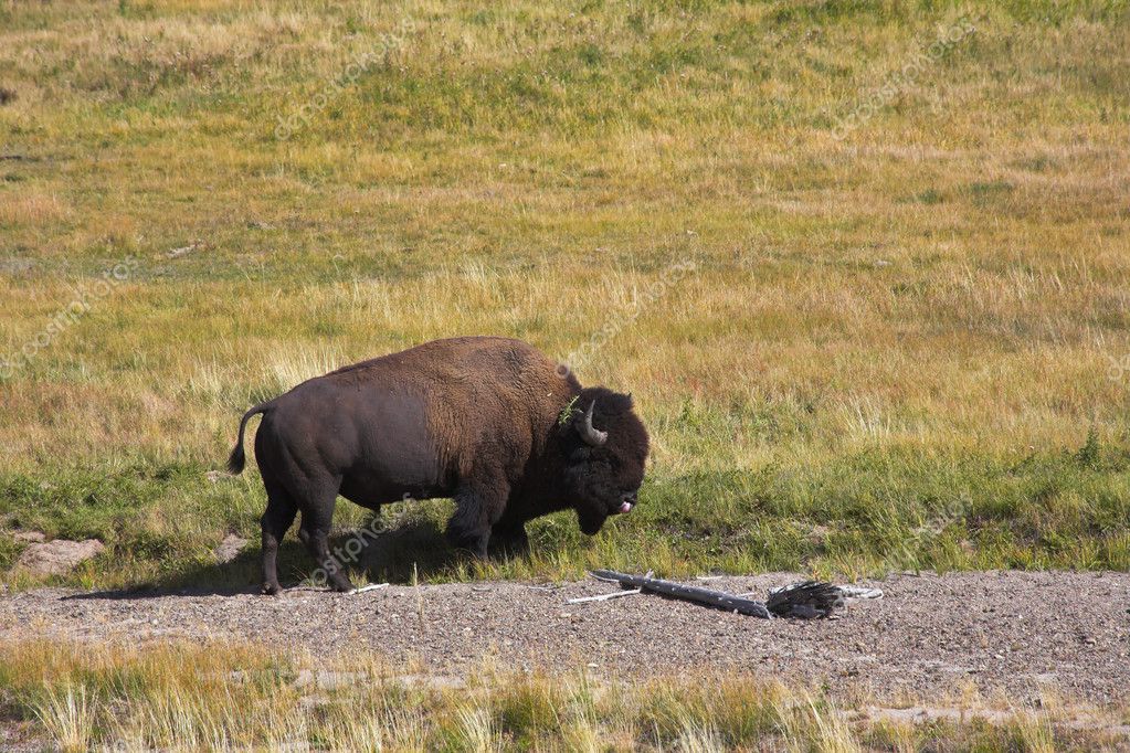 The huge bison — Stock Photo © kavramm #6881623