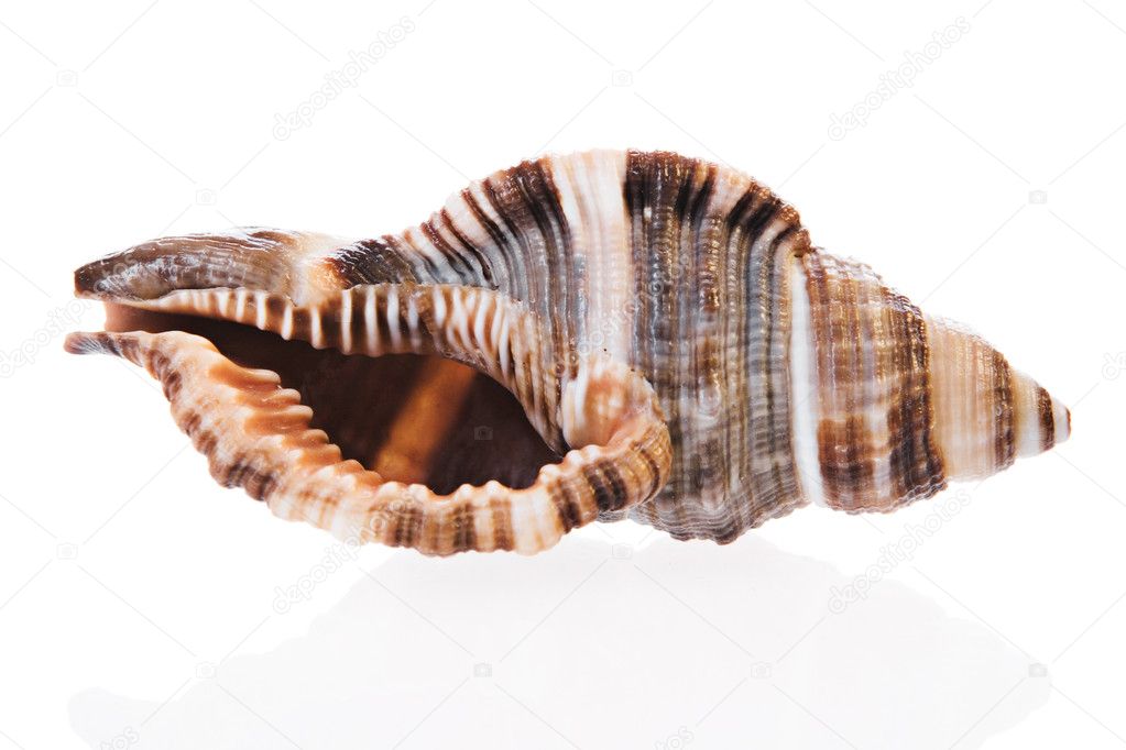 Seashell — Stock Photo © 2happy #7289681 Seashell — Stock Photo © 2happy #7289681