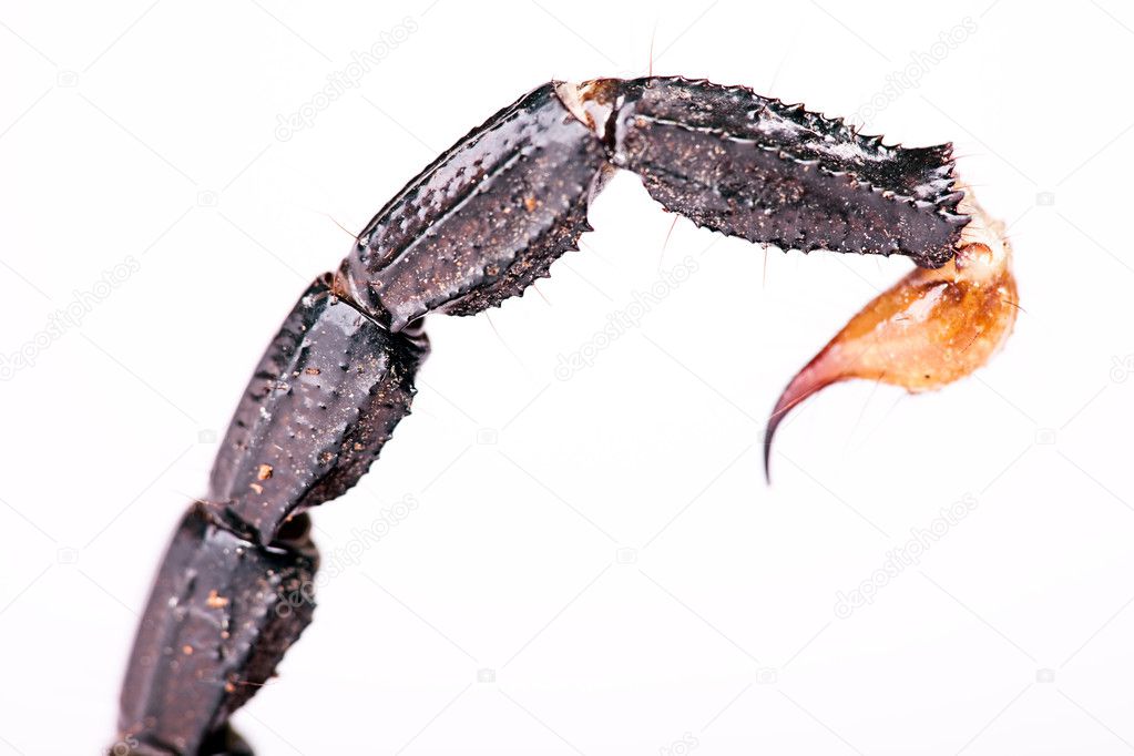 Scorpion tail — Stock Photo © 2happy #7289946