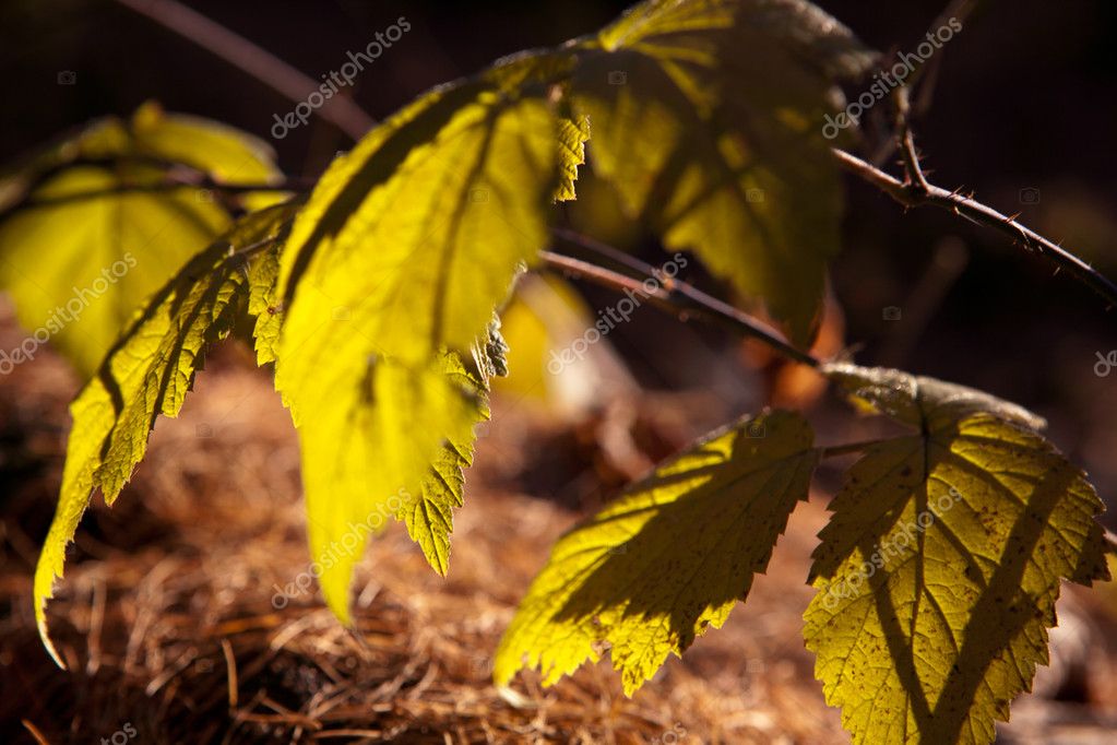 Yellow leaf Stock Photo by ©2happy 7290773