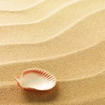 Sea shells with sand as background Stock Photo by ©smaglov 7676864