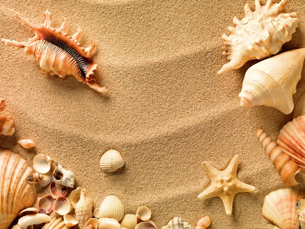 Sand background with shells and starfish — Stock Photo © smaglov #7676955