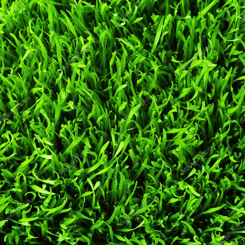 Healthy grass pattern — Stock Photo © smaglov #7675556