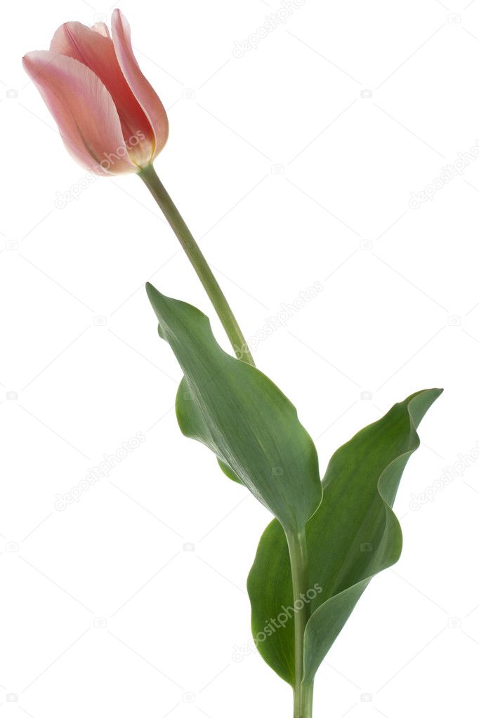 Why Is The Tulip The National Flower Of Turkey at Alan Moore blog