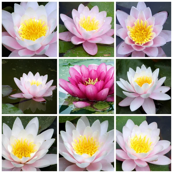 Collection of lotus Stock Photos, Royalty Free Collection of lotus ...