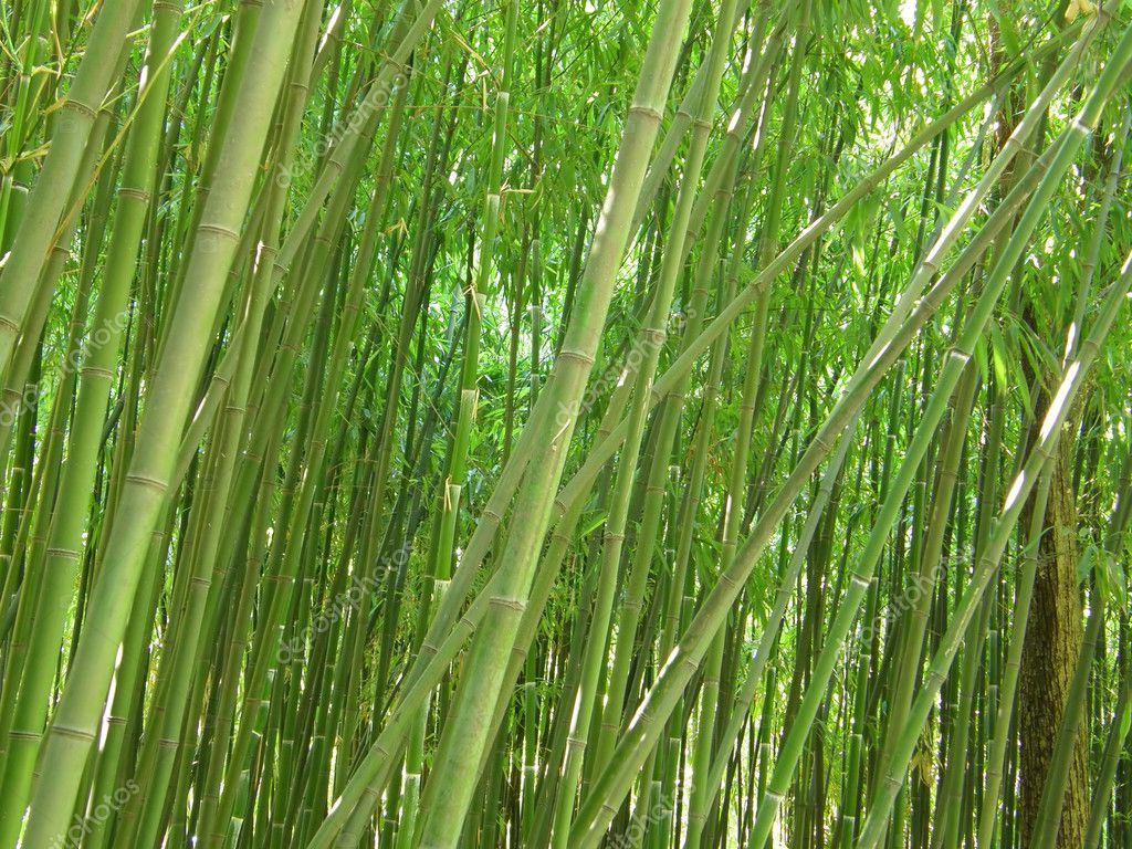 Tropical Rainforest Bengal Bamboo