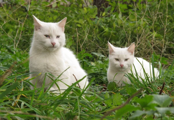 80,650 White cats Stock Photos | Free & Royalty-free White cats Images ...