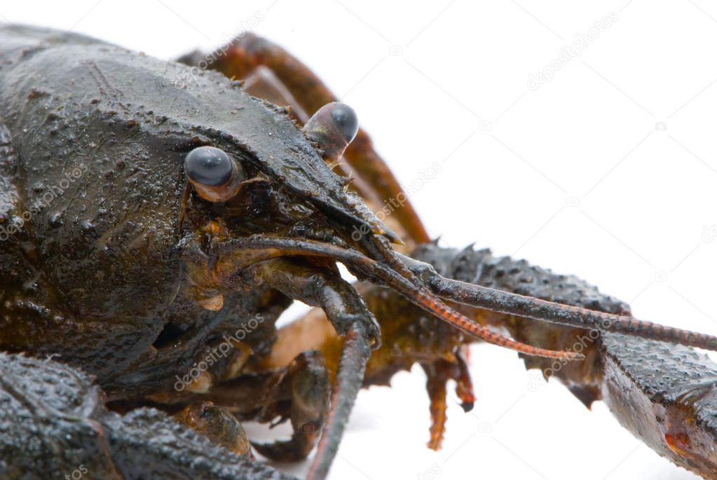 Astacus leptodactylus. Narrow-clawed crayfish on white backgroun Stock ...