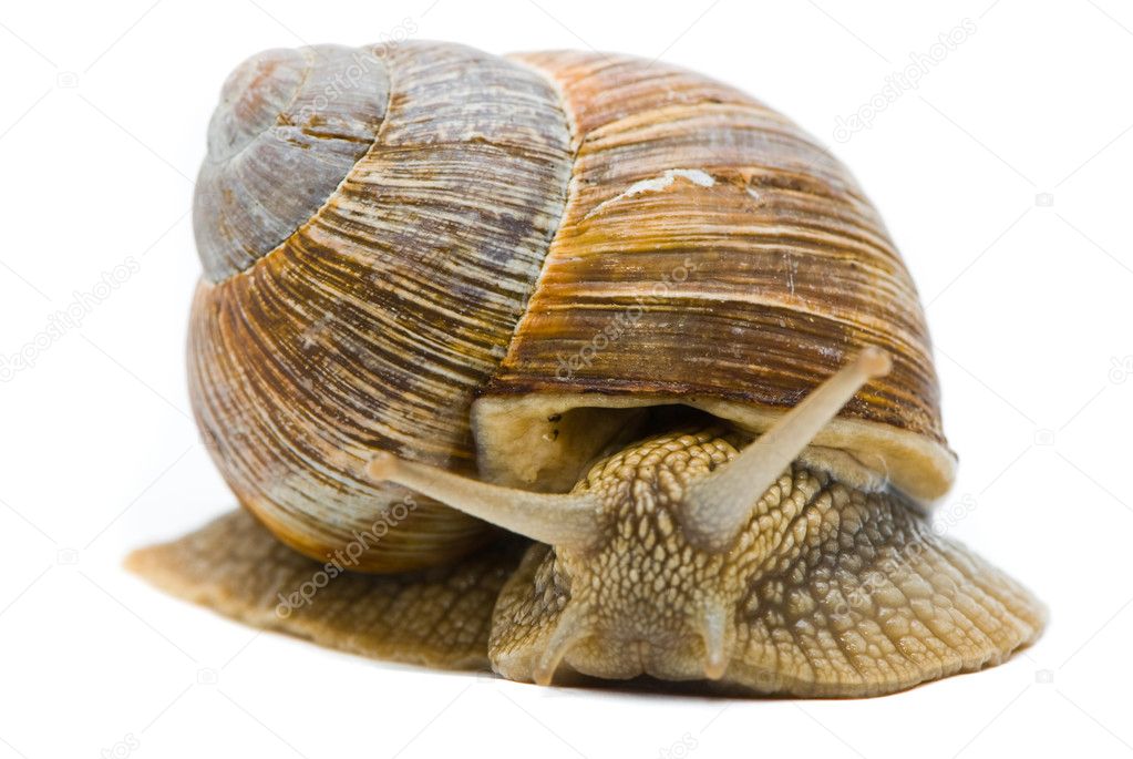 Helix pomatia. Big Roman snail on a white background. Stock Photo by ...