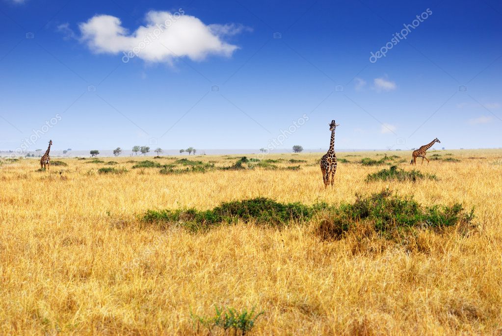 African savannah — Stock Photo © znm666 #7661725