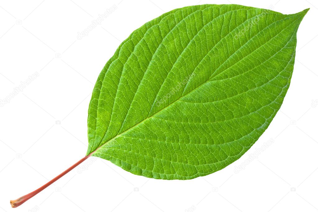 Green leaf with red stem — Stock Photo © fotofermer #6841258