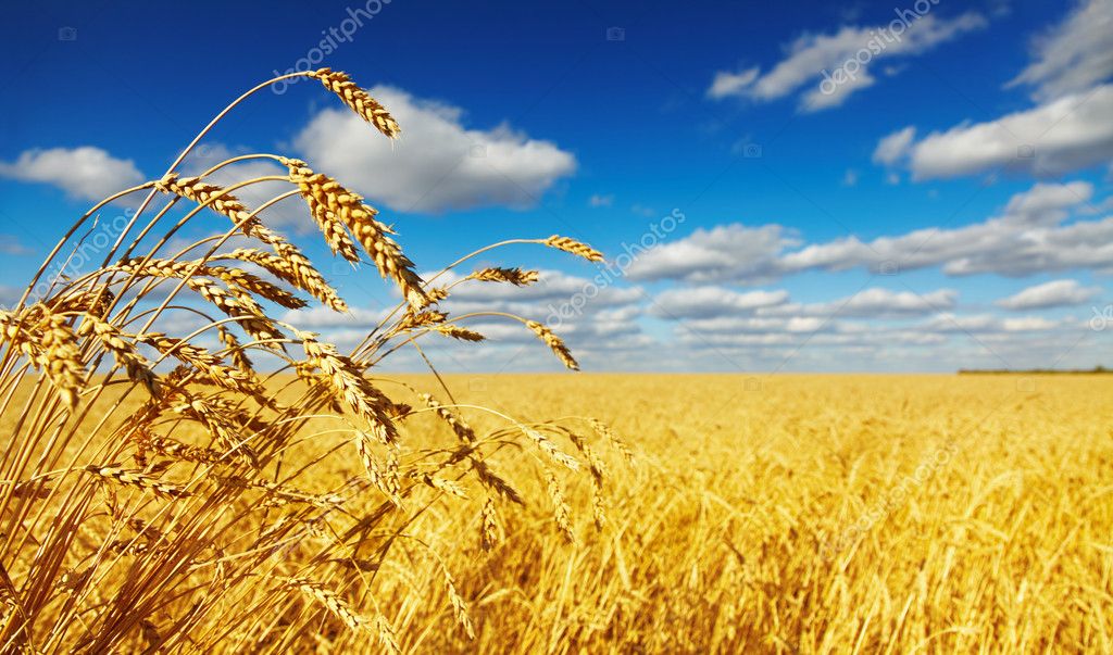 Campo de trigo: fotografía de stock © muha04 #7143064 | Depositphotos