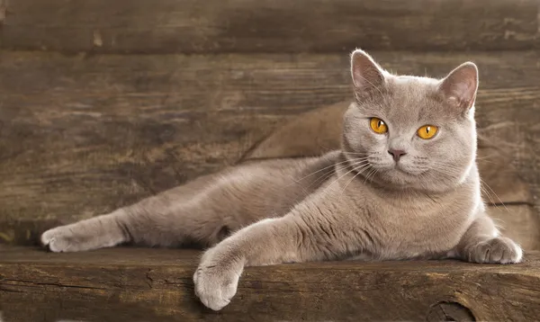 British cat Pictures, British cat Stock Photos & Images | Depositphotos®