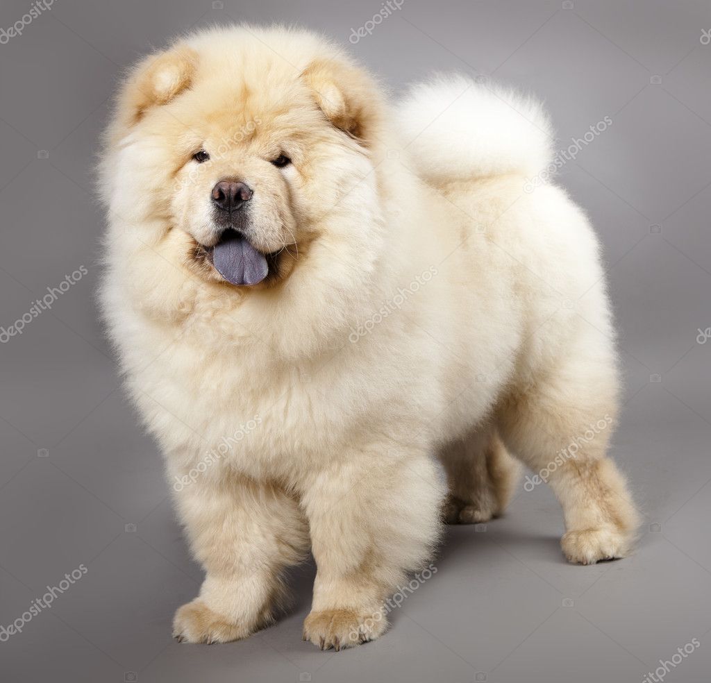 Chow chow — Stock Photo © Lilun_Li #7934157