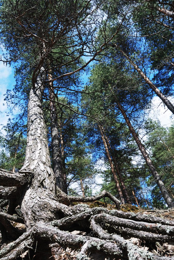 Tall pine with overgrown tree roots, vertical — Stock Photo ...