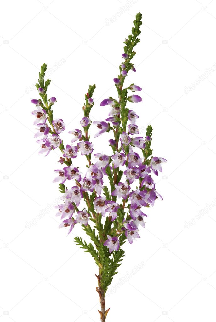 Purple heather branch Stock Photo by ©Dr.PAS 6785186