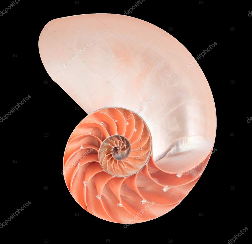Nautilus shell — Stock Photo © vaeenma #7402583