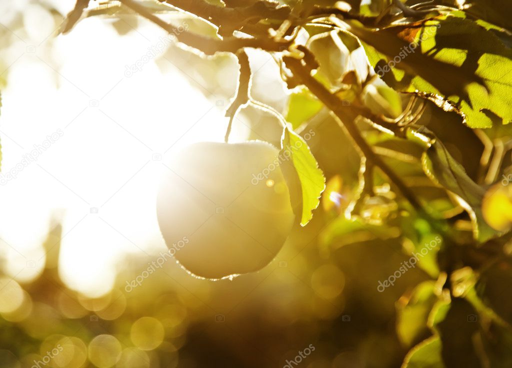 Fruit apples in the light of the sun — Stock Photo © massonforstock ...