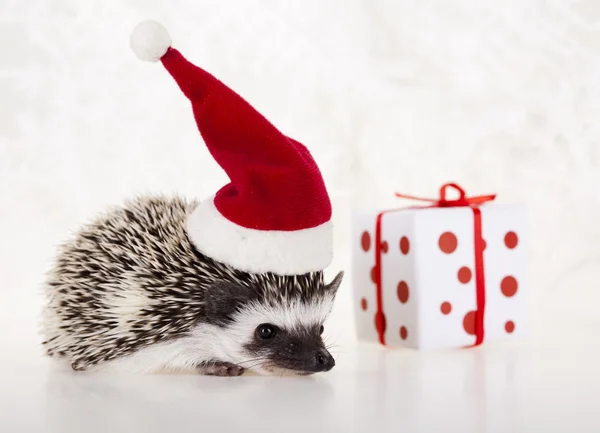 Hedgehog christmas Stock Photo by ©JanPietruszka 7180289