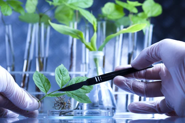 Working in a laboratory and plants - Stock Image - Everypixel