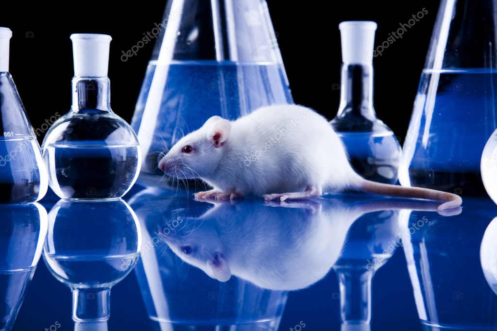 Rat de laboratoire image libre de droit par JanPietruszka © #7428046