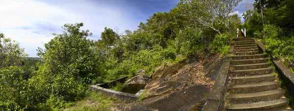 Steps nature Images - Search Images on Everypixel