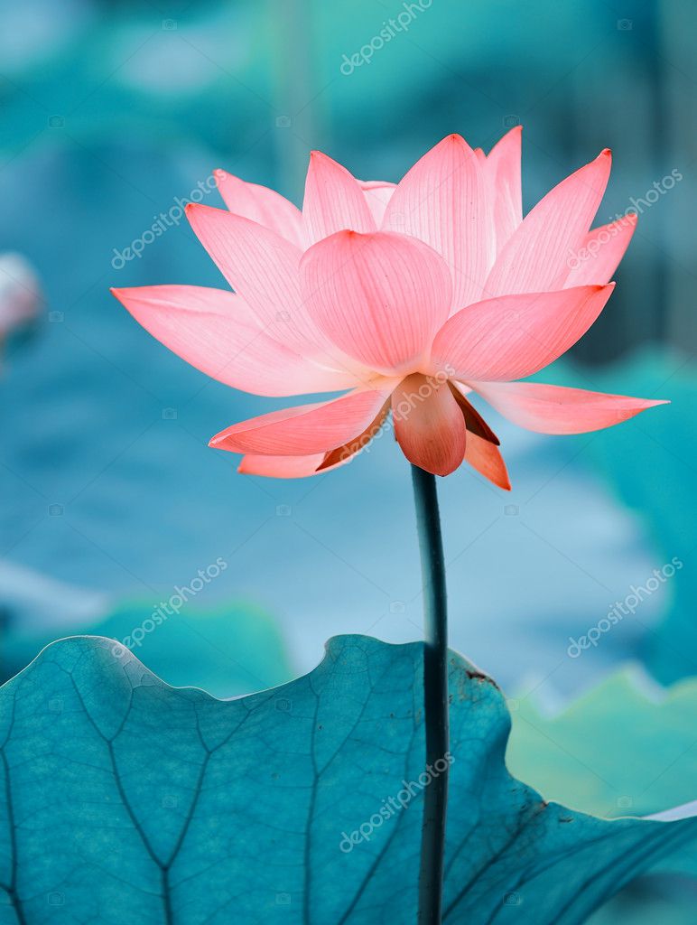 Lotus flower — Stock Photo © firefox #7951806