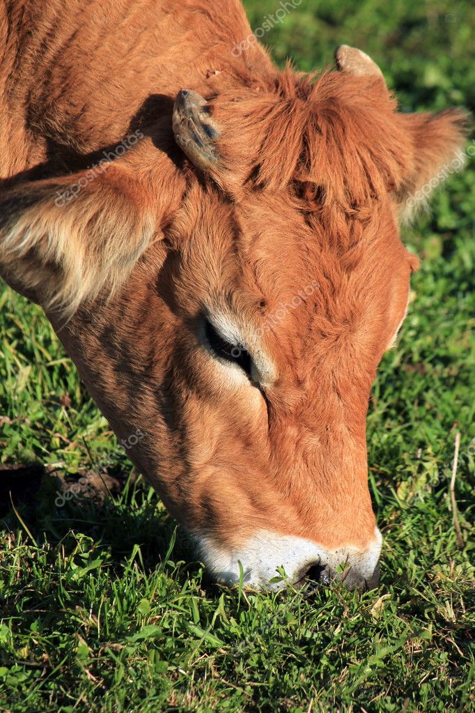 Portrait of a brown cow — Stock Photo © Elenarts #7296360