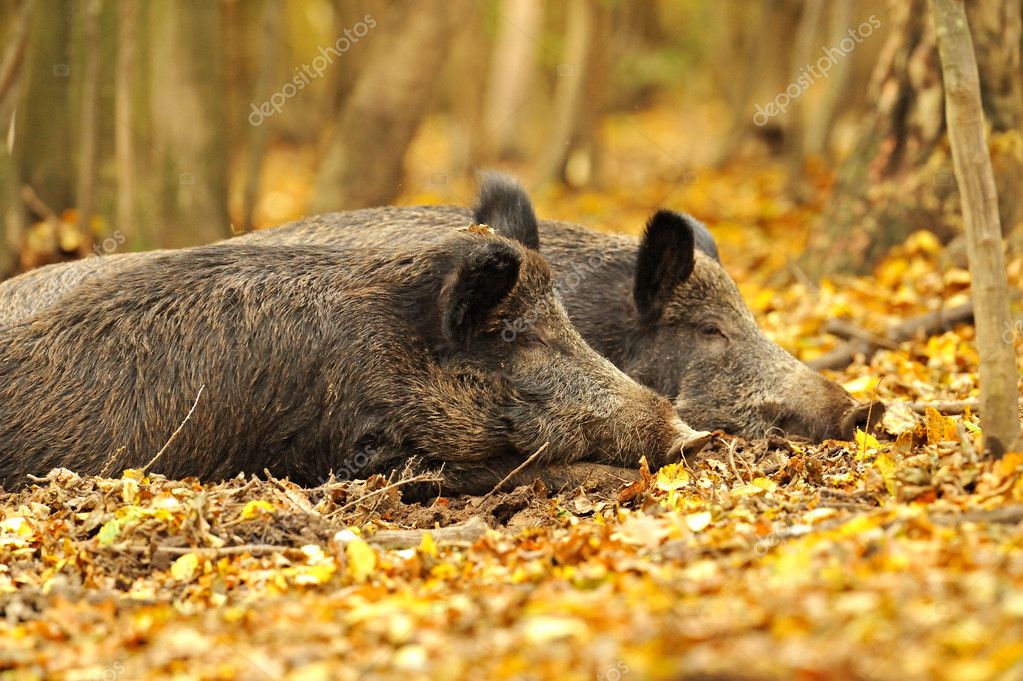 Wild pig in the autumn forest — Stock Photo © kyslynskyy #6830268