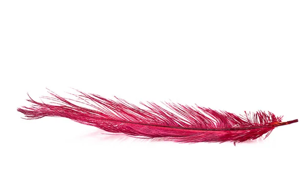 Red feather — Stock Photo © LCalek #8164122