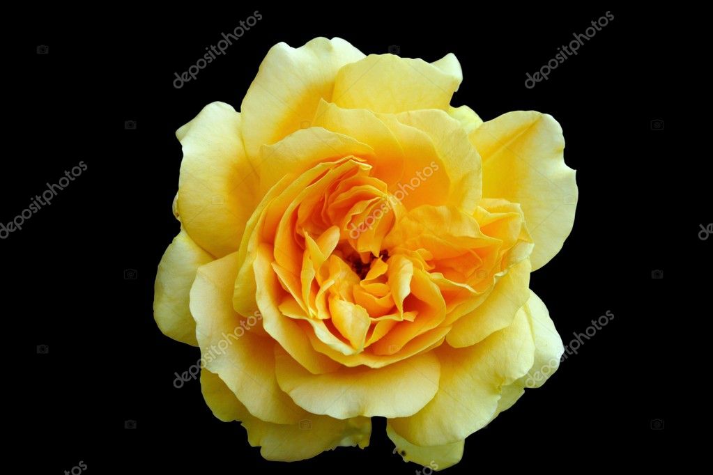 Rose isolated — Stock Photo © pavelmidi #7086831