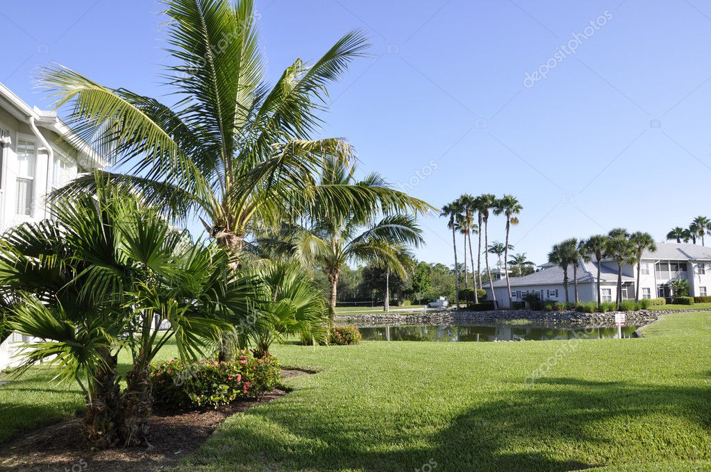 Palm trees in Naples, Florida — Stock Photo © cfarmer #6839322