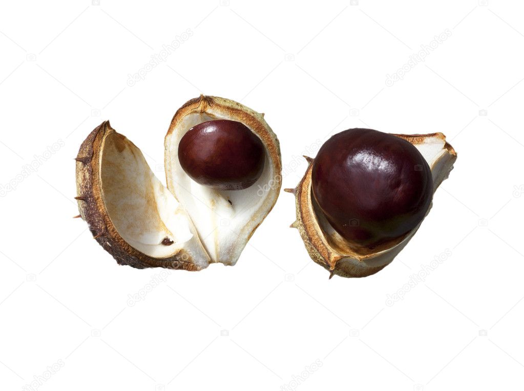 Dividir por la mitad la fruta espinosa del castaño de Indias 2024