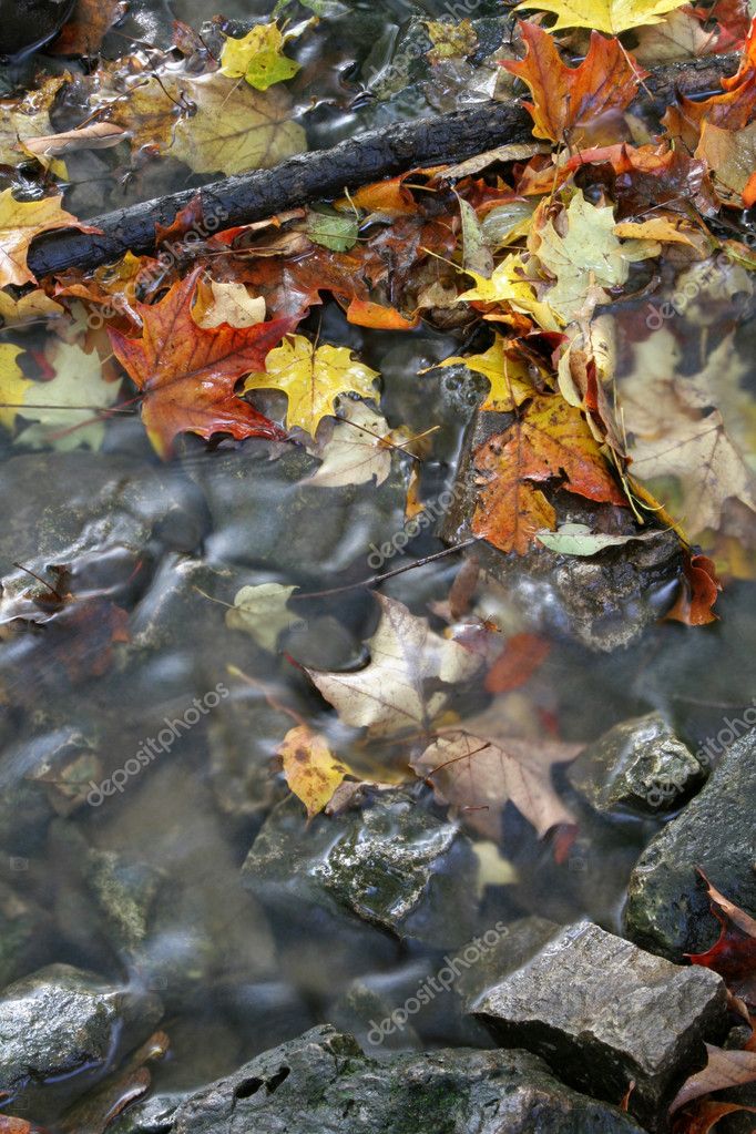 Fall Leaves in a Stream — Stock Photo © ca2hill #7491182