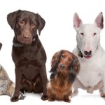 Group of twelve dogs Stock Photo by ©eriklam 9889235