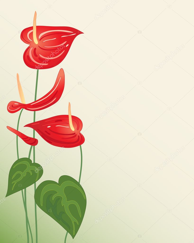 Anthurium — Stock Vector © emjaysmith #7493829