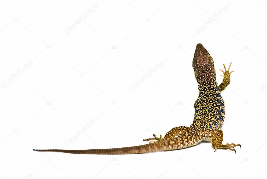 Lizard on white background. Stock Photo by ©angelsimon 7075320