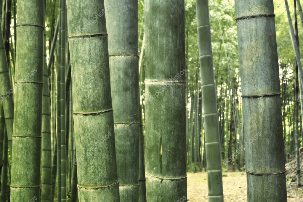 Bamboo forest background Stock Photo by ©yurizap 7641808