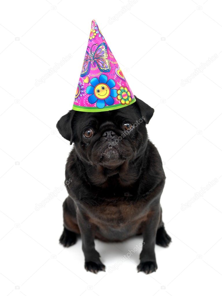 Birthday Pug — Stock Photo © kitchbain #6852025